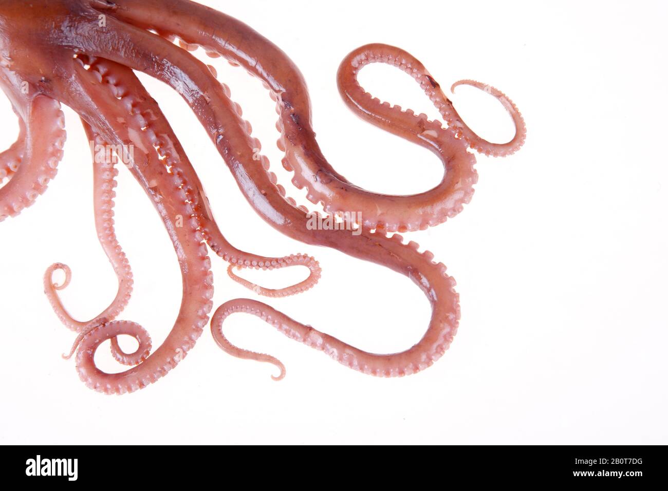 Octopus is a kind of sea animals, tastes very delicious.A close-up ...