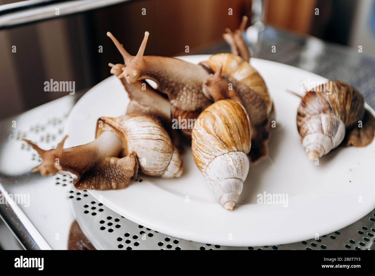 Live snails on a white plate ready to cook Stock Photo - Alamy