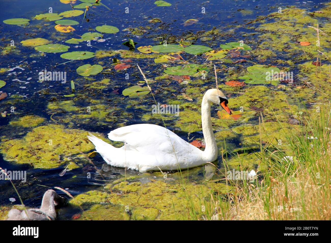 Copenhagen swan canal hi-res stock photography and images - Alamy