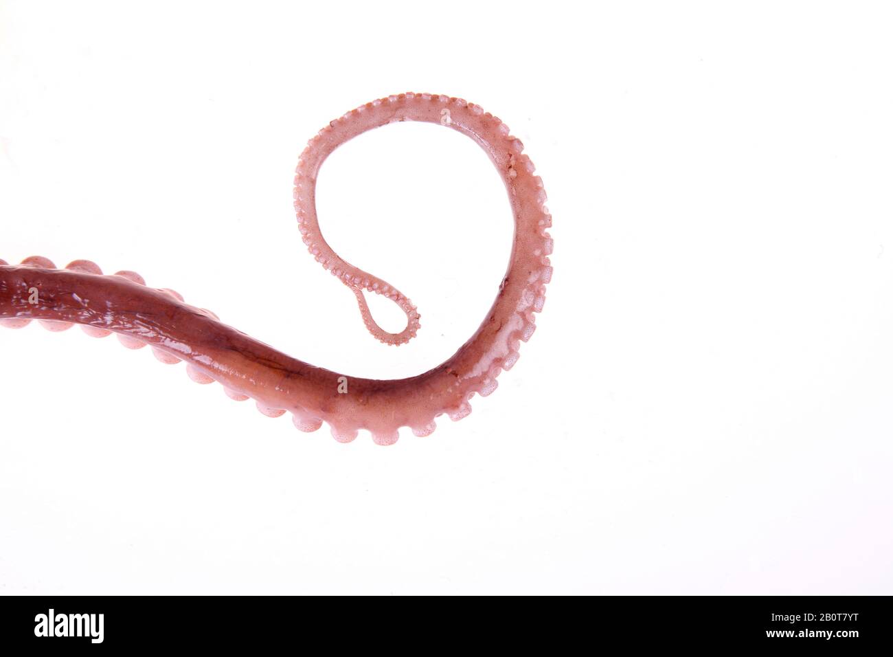 Octopus is a kind of sea animals, tastes very delicious.A close-up ...