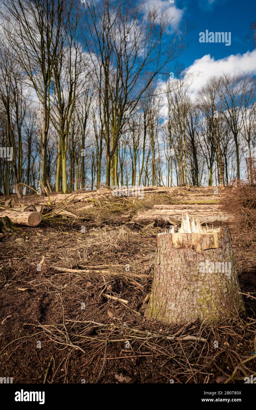 Illegal deforestation. The destruction of the forest Stock Photo - Alamy