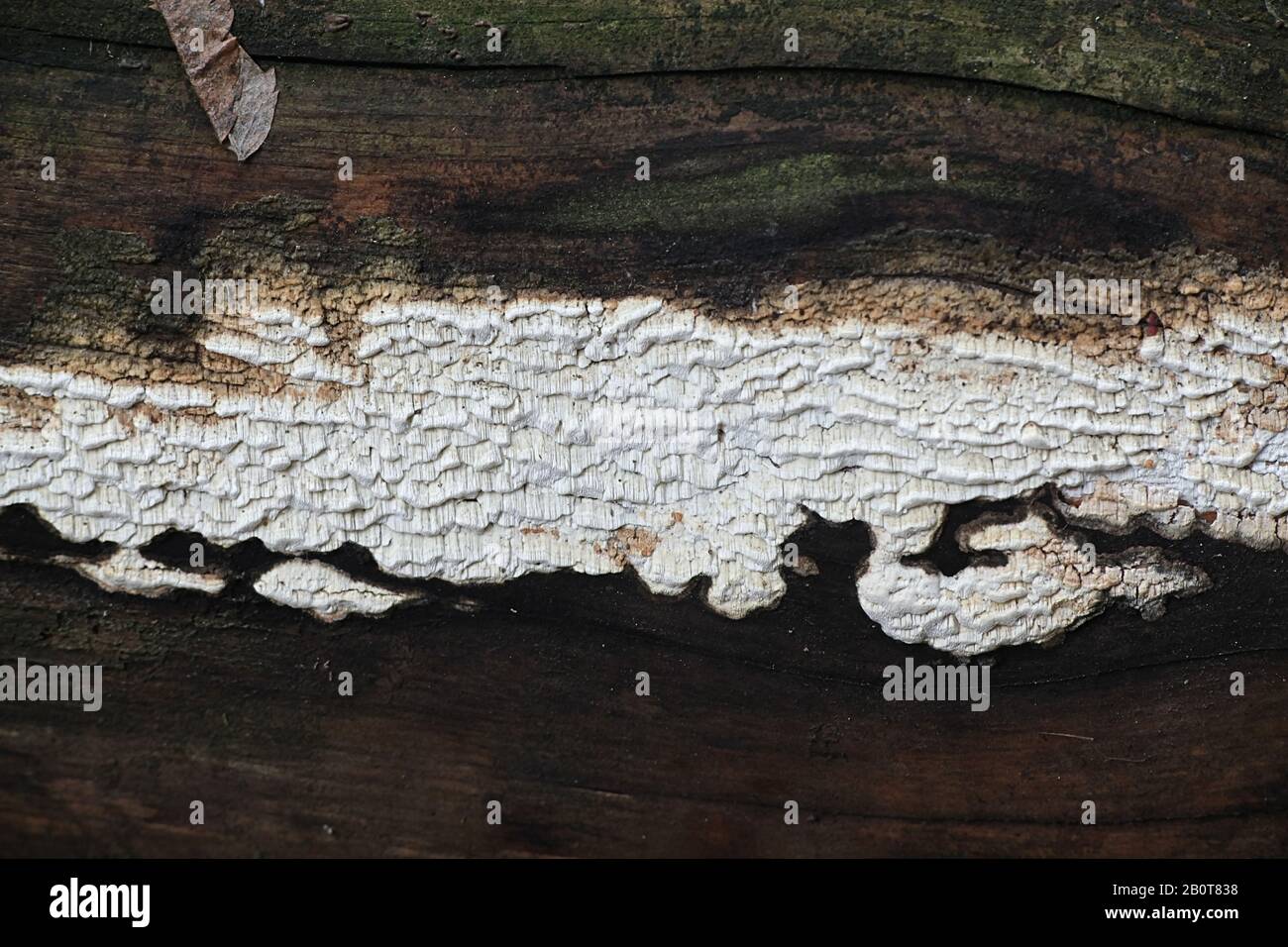 Antrodia xantha, known as Yellow Porecrust, wild mushroom from from ...