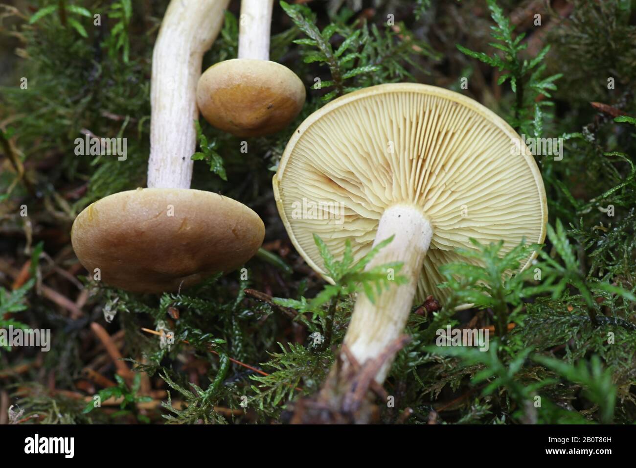 Rugosomyces onychinus hi-res stock photography and images - Alamy
