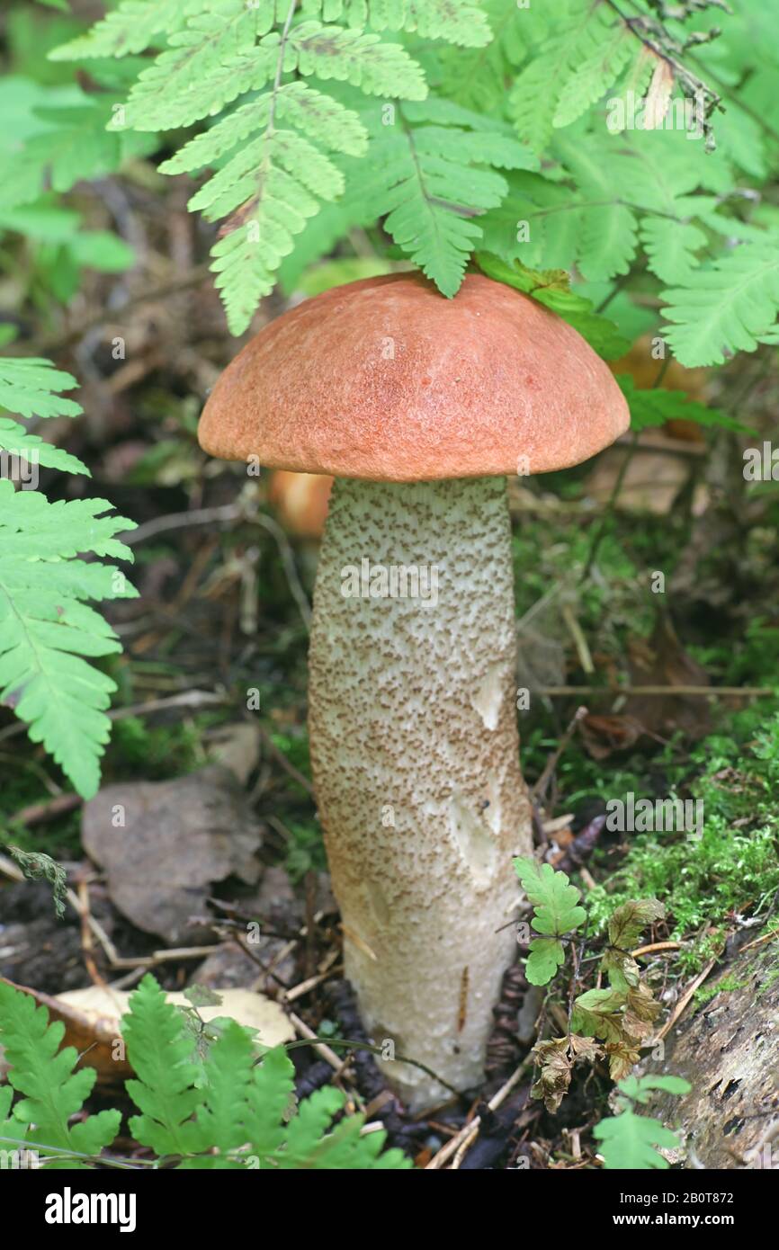 Leccinum quercinum (Leccinum aurantiacum var. quercinum), known as the ...