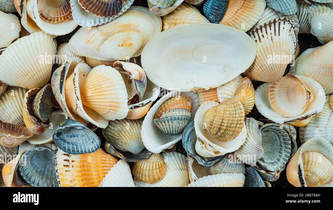 Mixed colorful sea shells as background. Sea Shell Texture Stock Photo ...