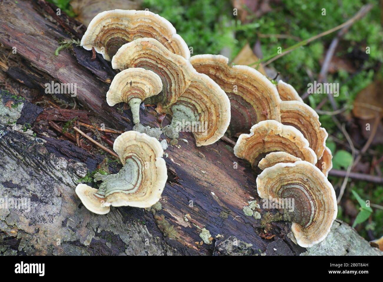 Stereum subtomentosum hi-res stock photography and images - Alamy