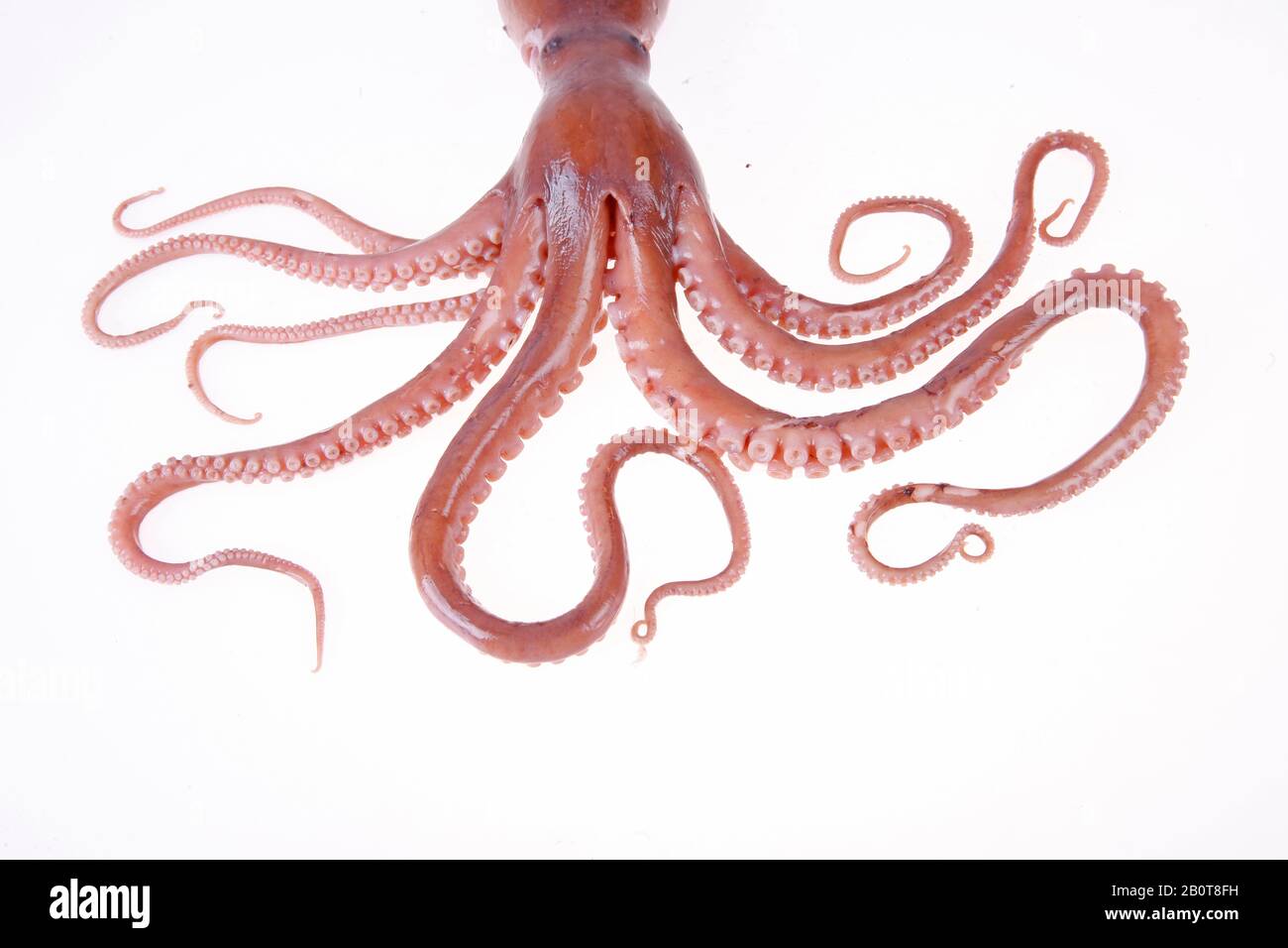 Octopus is a kind of sea animals, tastes very delicious.A close-up ...