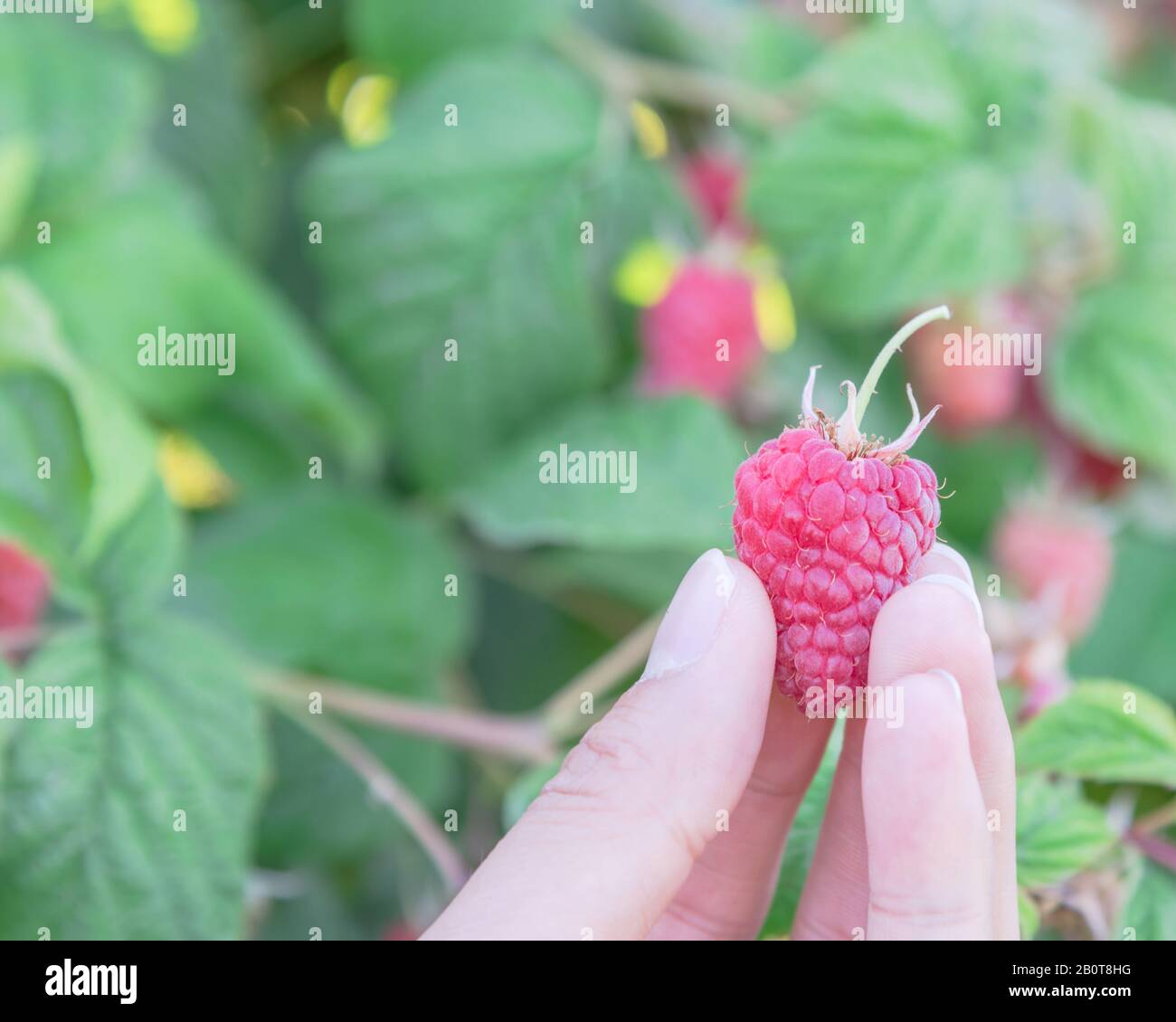 Man hand holding fresh picked raspberry with stem from garden in ...