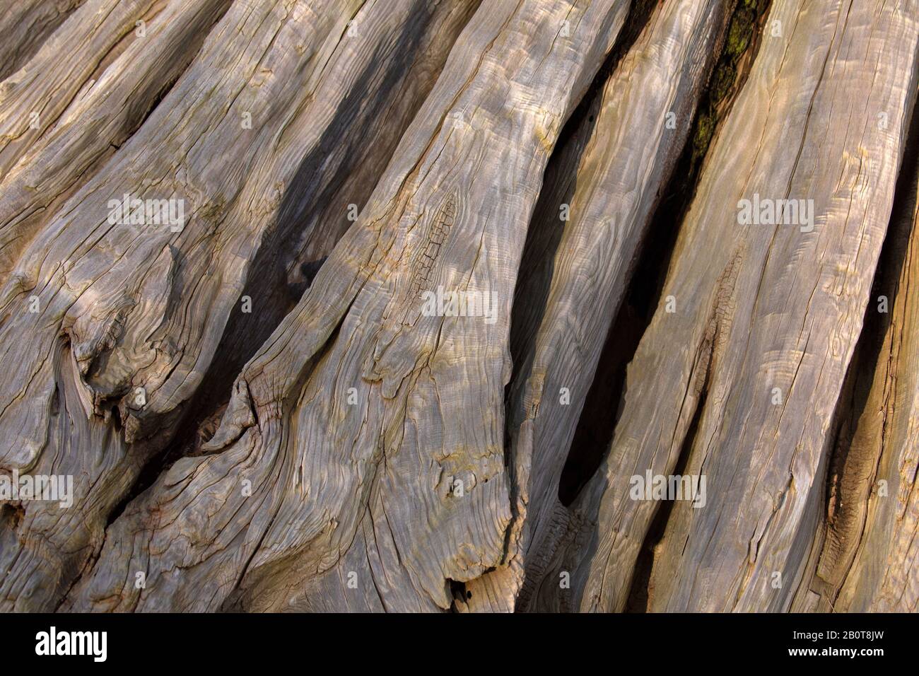 Wood log tree trunk background Stock Photo - Alamy