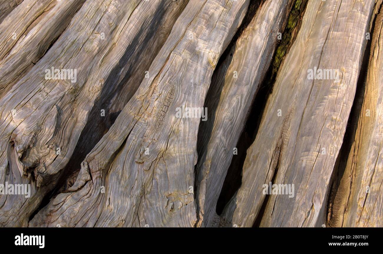 Wood log tree trunk background Stock Photo - Alamy