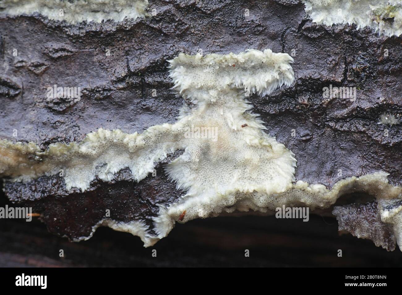 Porotheleum fimbriatum, a crust fungus from Finland with no common ...