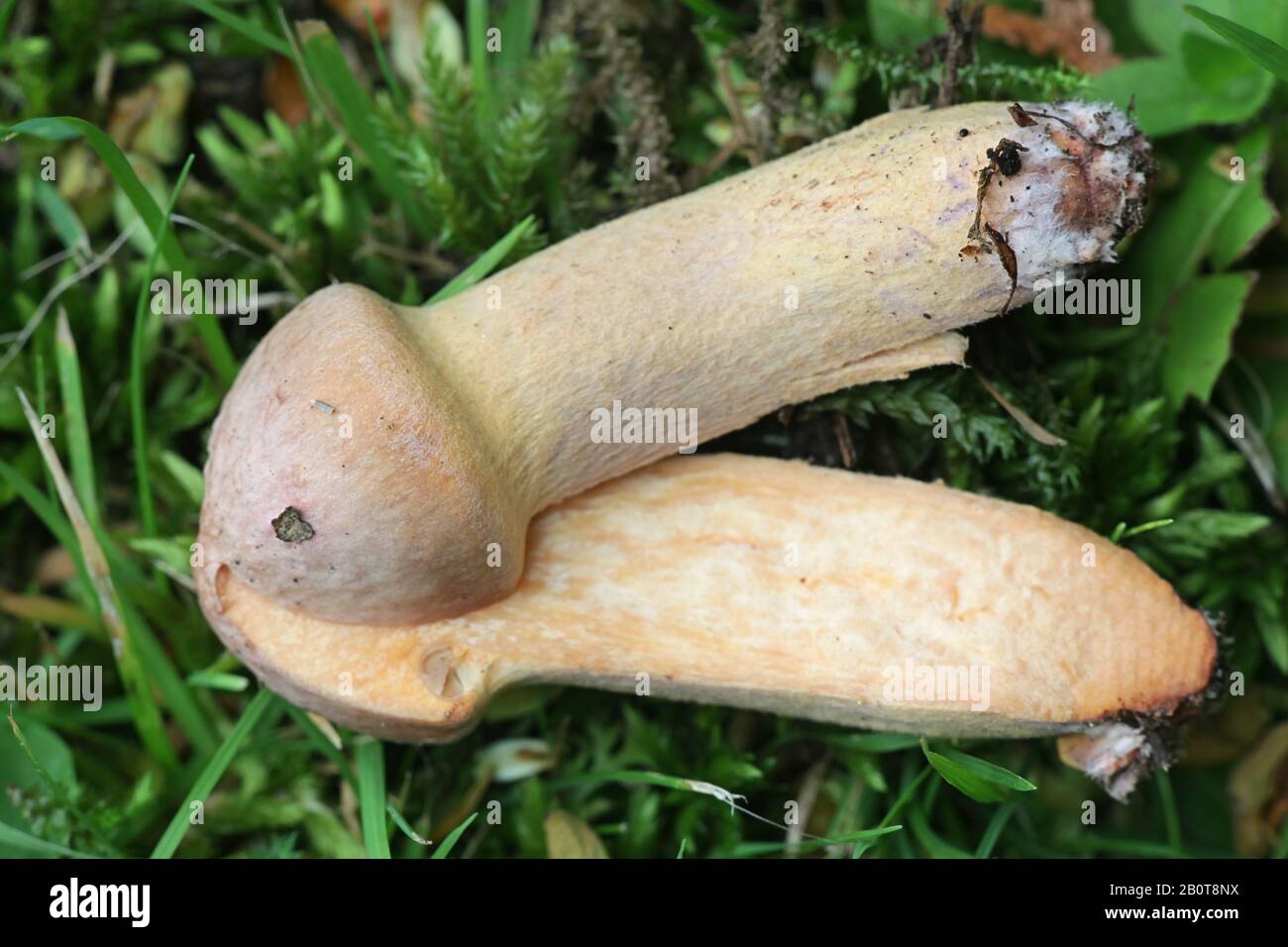 Gomphidius rutilus (Chroogomphus rutilus coll.), known as the copper ...