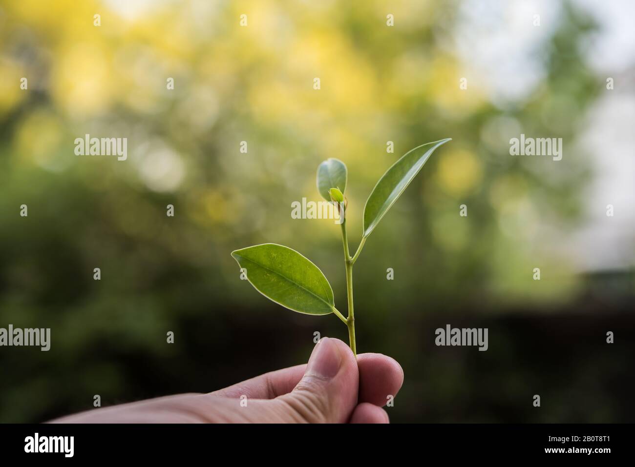 holding young plant in hand Stock Photo - Alamy