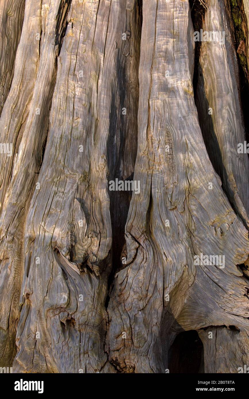 Wood log tree trunk background Stock Photo - Alamy