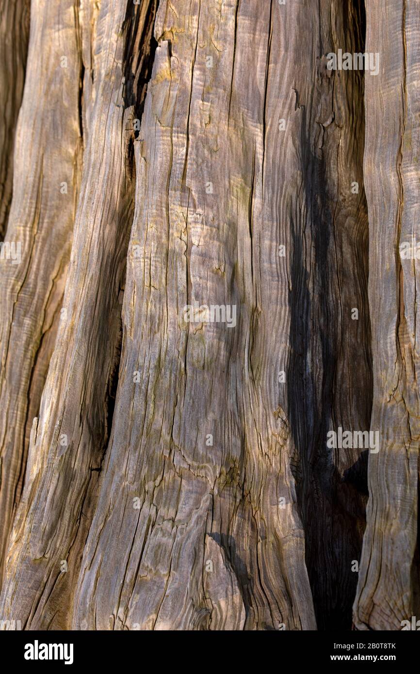 Wood log tree trunk background Stock Photo - Alamy