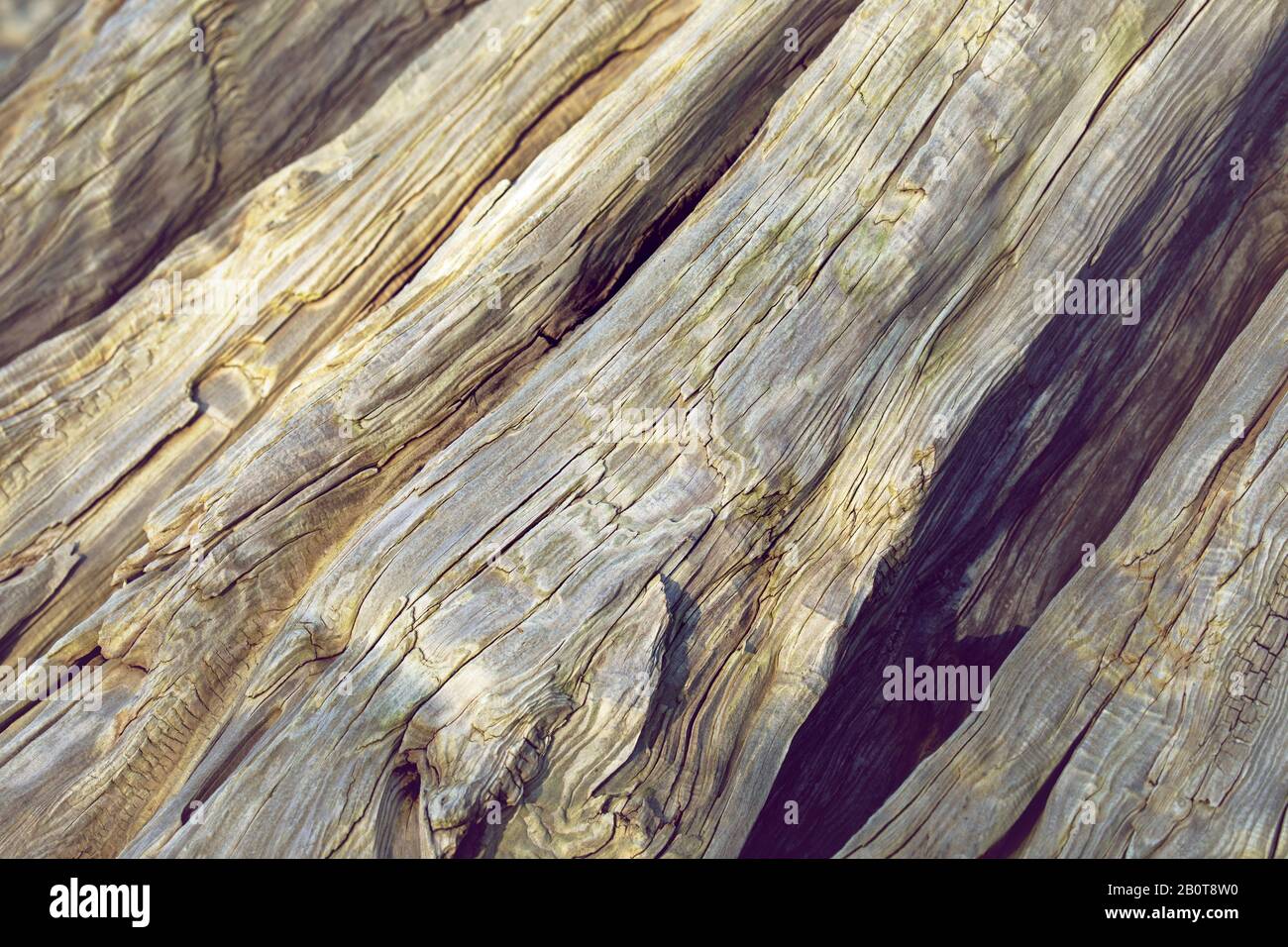 Wood log tree trunk background Stock Photo - Alamy
