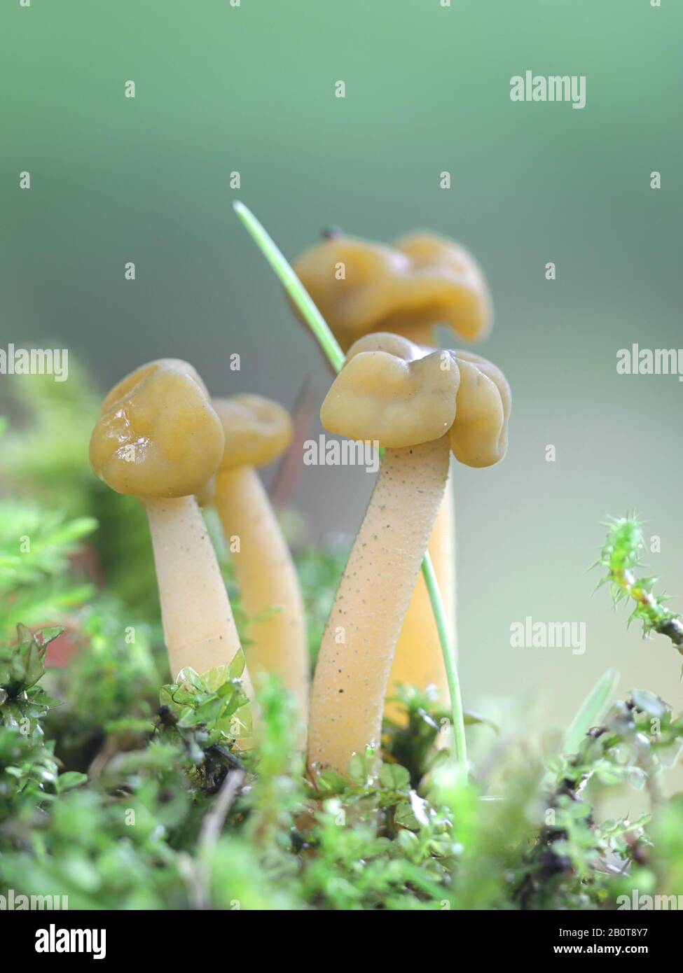 Leotia lubrica, commonly referred to as a jelly baby or jellybaby, wild ...