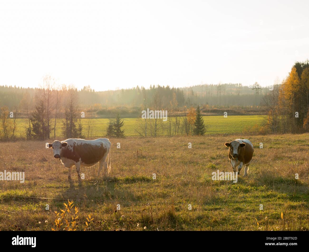 Eastern finncattle hi-res stock photography and images - Alamy