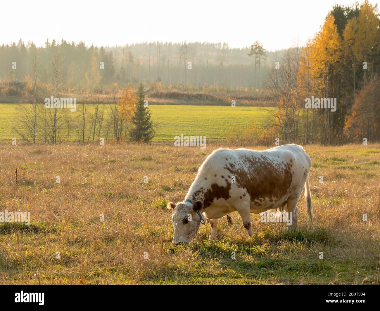 Eastern finncattle hi-res stock photography and images - Alamy