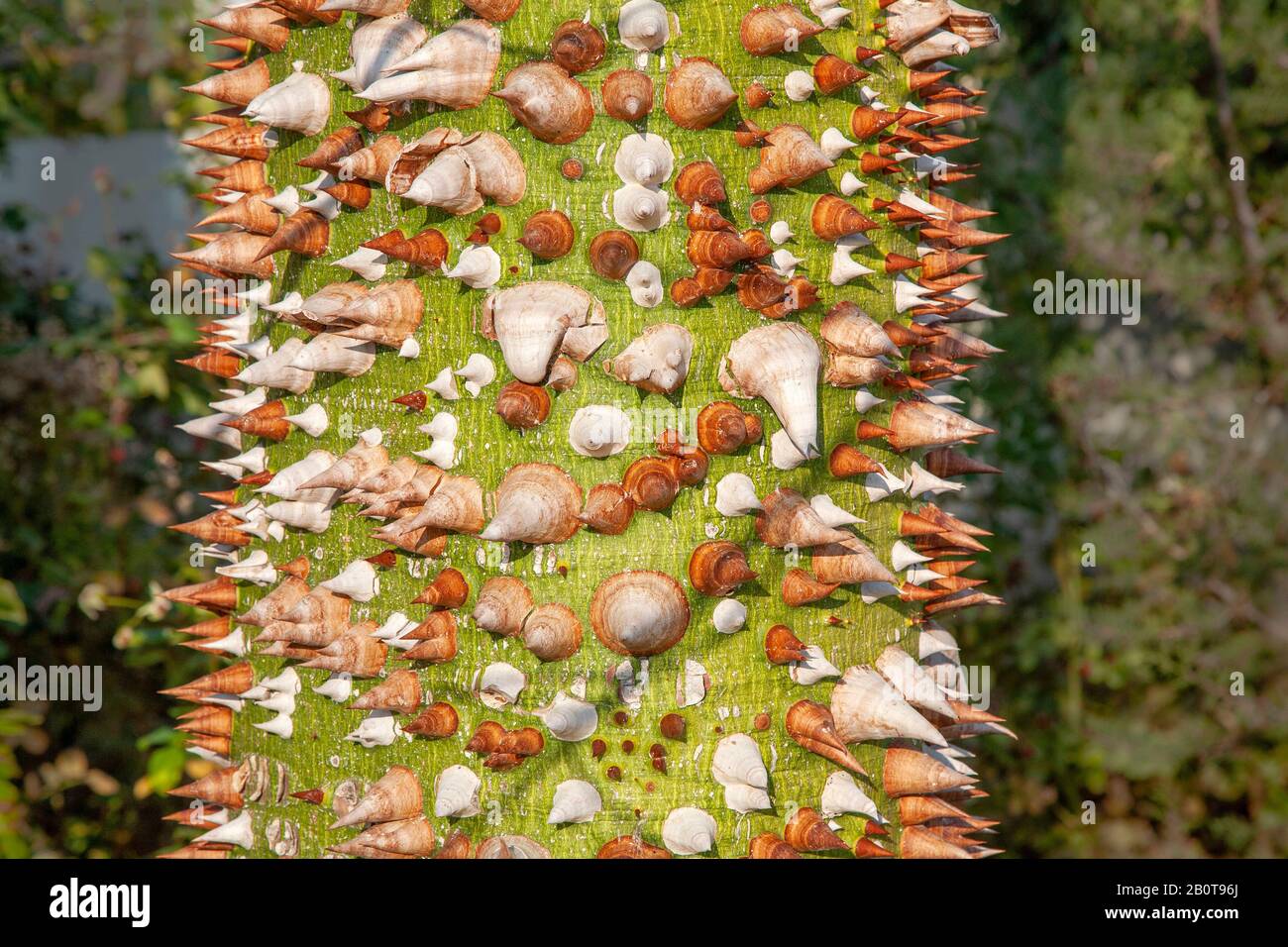 Ceiba speciosa fruit hi-res stock photography and images - Alamy