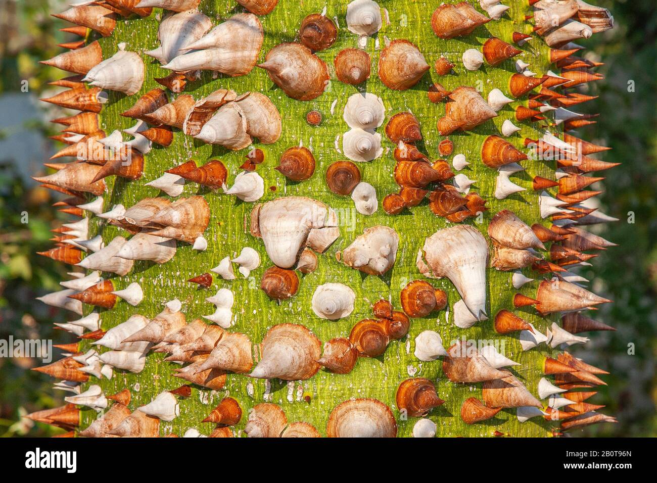 Ceiba speciosa, ornamental prickly fat thorny trunk tree speciman in ...