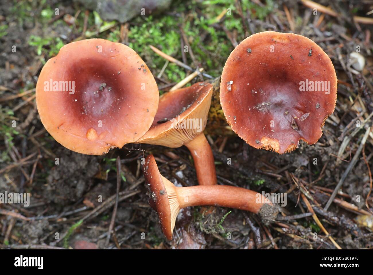 Lactarius camphoratus, commonly known as the curry milkcap, wild ...