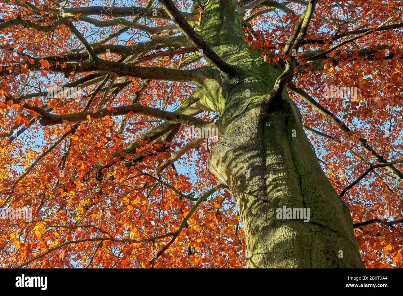 Majestic old beech tree hi-res stock photography and images - Alamy