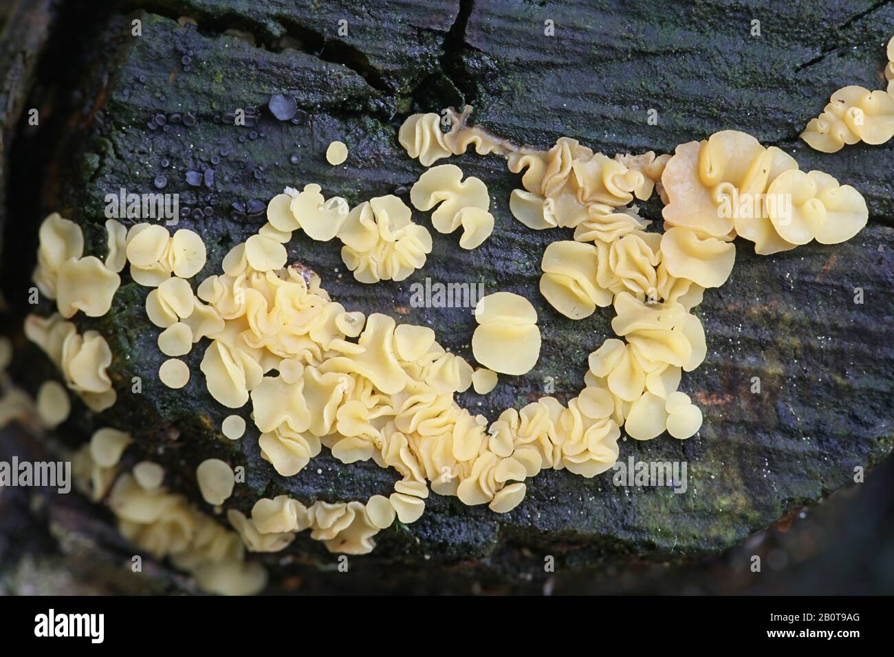 Hymenoscyphus calyculus, a discomycete fungus from Finland Stock Photo ...