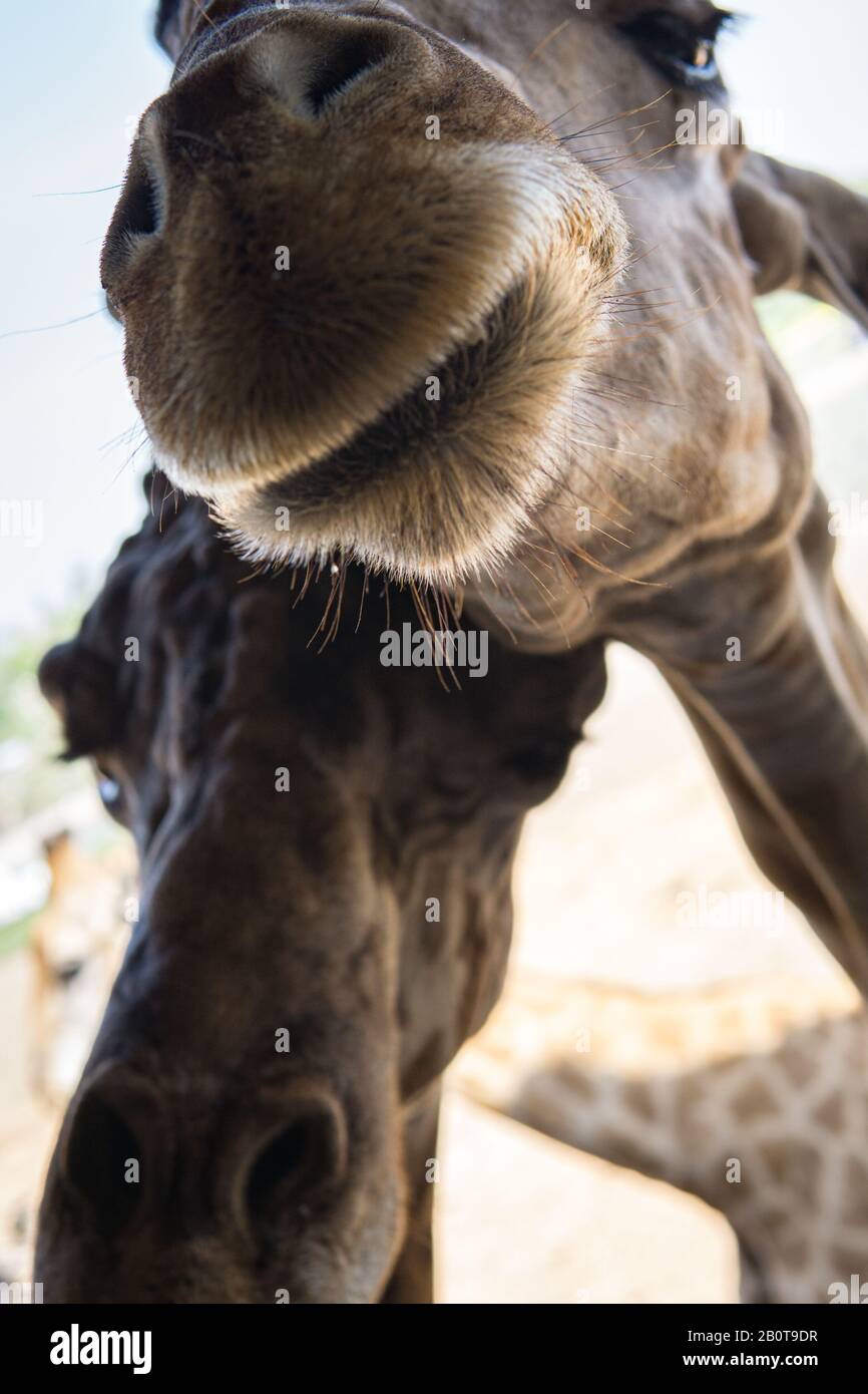 A close up of a giraffe's face Stock Photo - Alamy