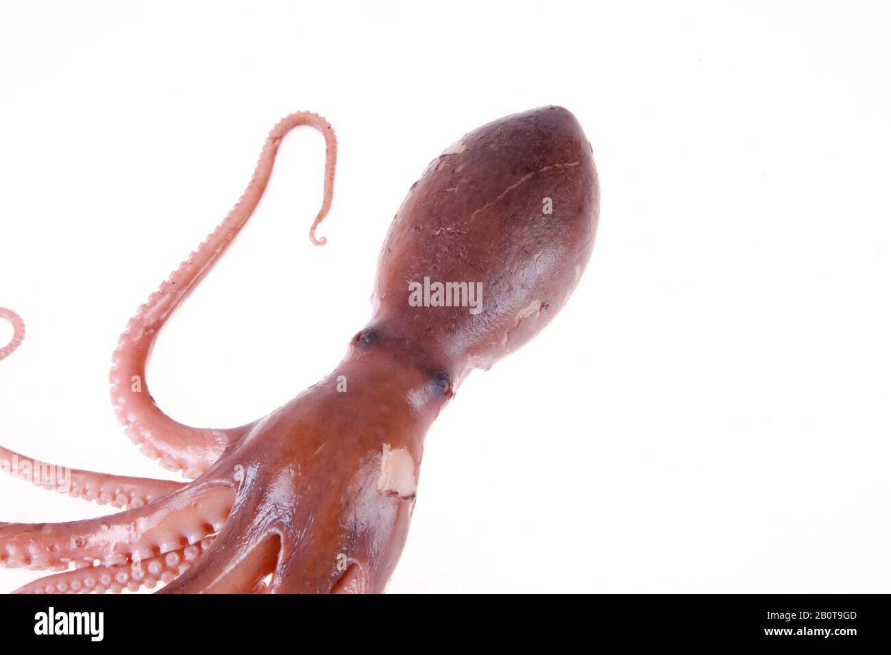 Octopus is a kind of sea animals, tastes very delicious.A close-up ...