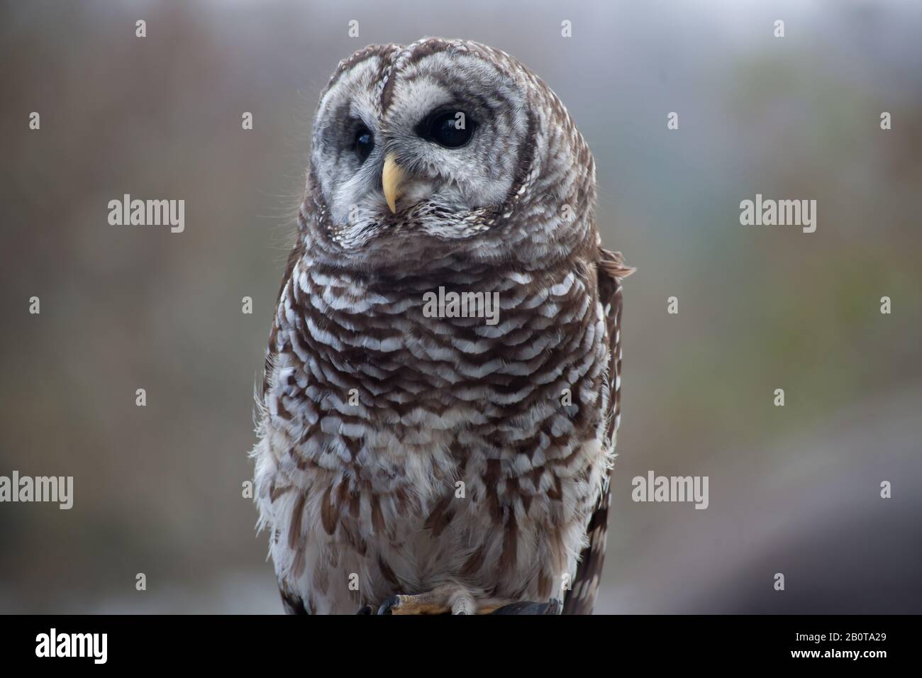 Barred Owl outdoors in nature Stock Photo - Alamy