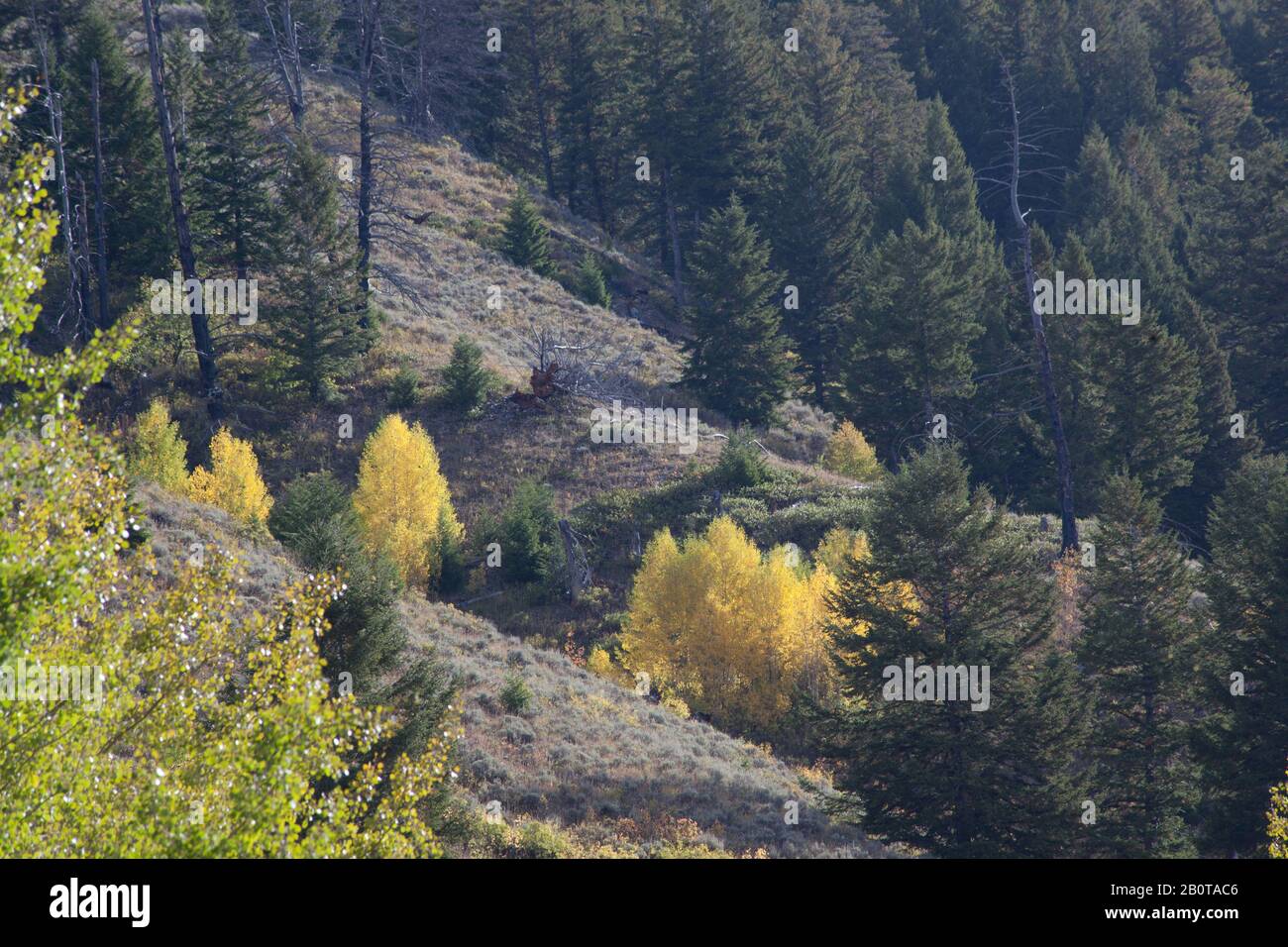 Fall trees full of color Stock Photo - Alamy