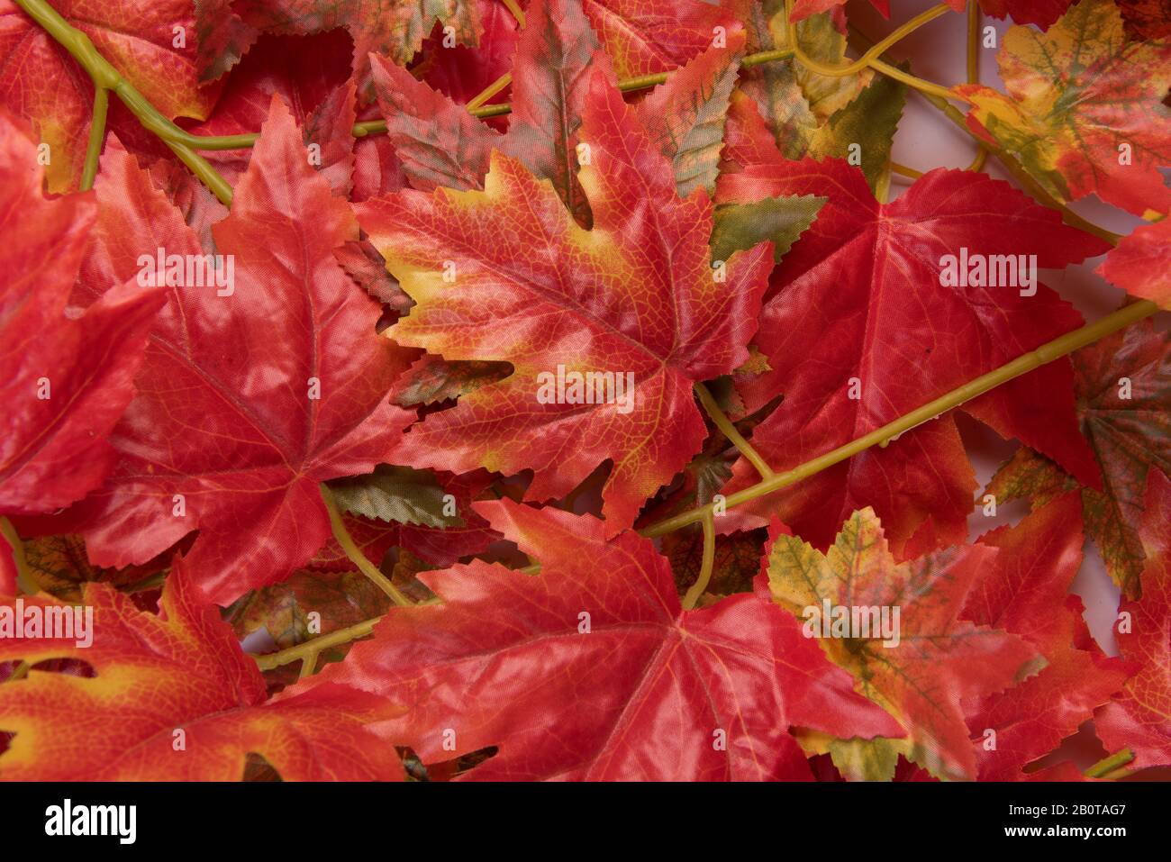 Autumn maple leaves Stock Photo - Alamy Autumn maple leaves Stock Photo - Alamy