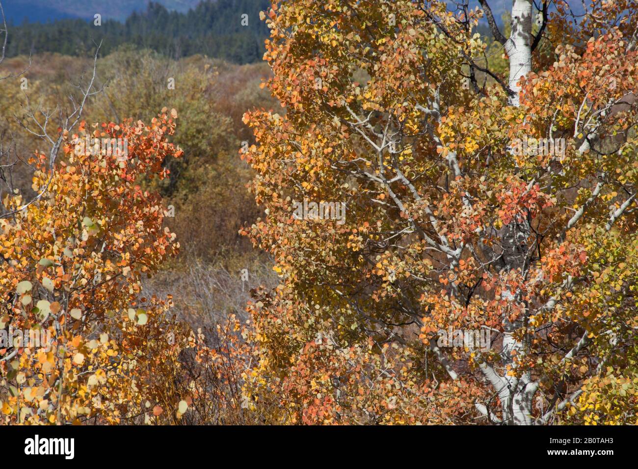 Fall trees full of color Stock Photo - Alamy