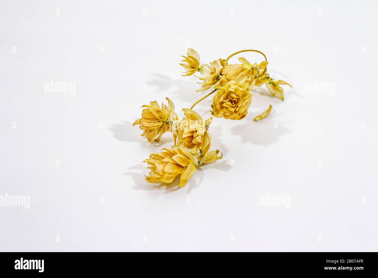 Dry hop cones isolated on white background. Traditional ingredient in ...