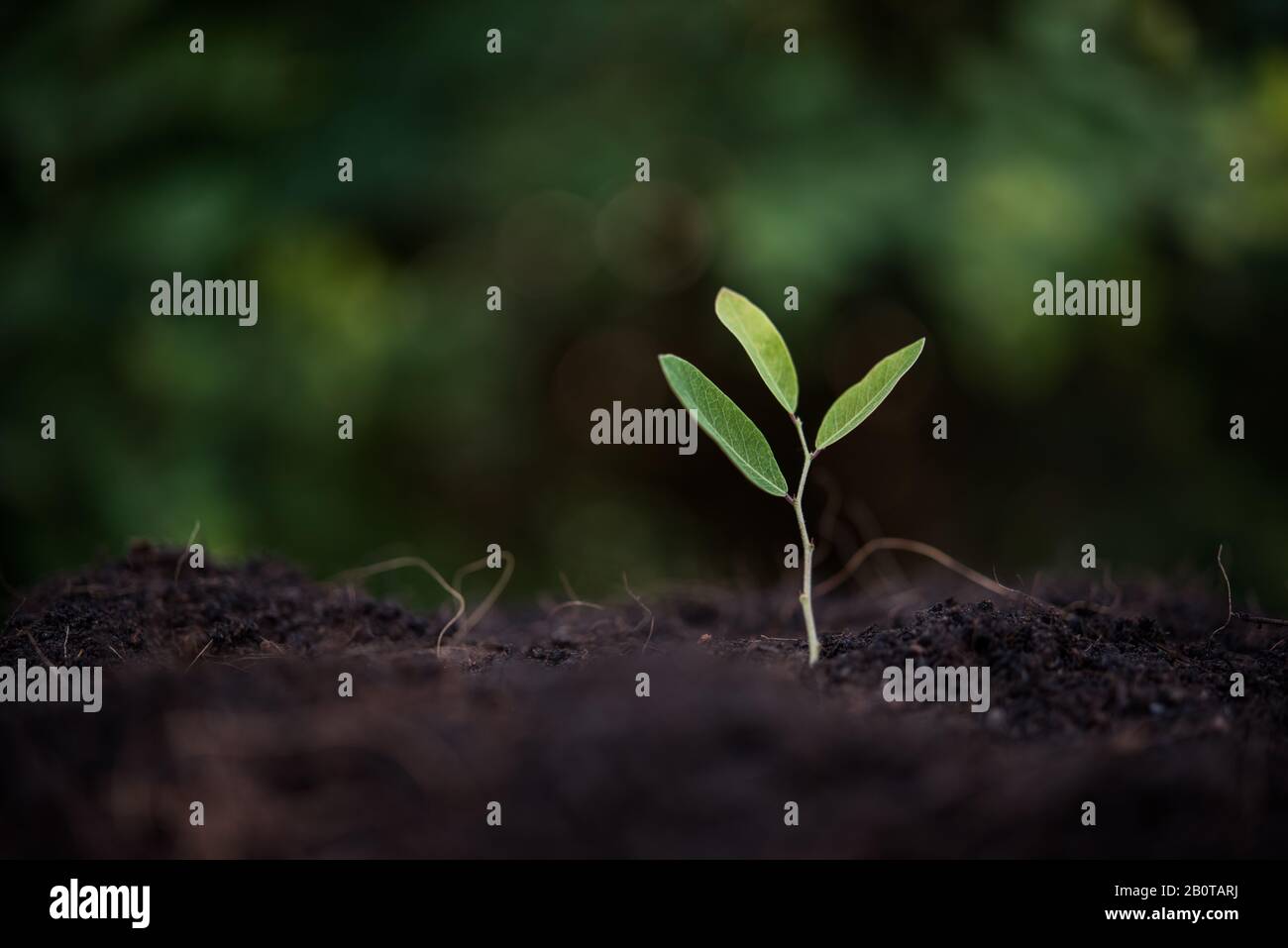 Green sprout growing from seed Stock Photo - Alamy