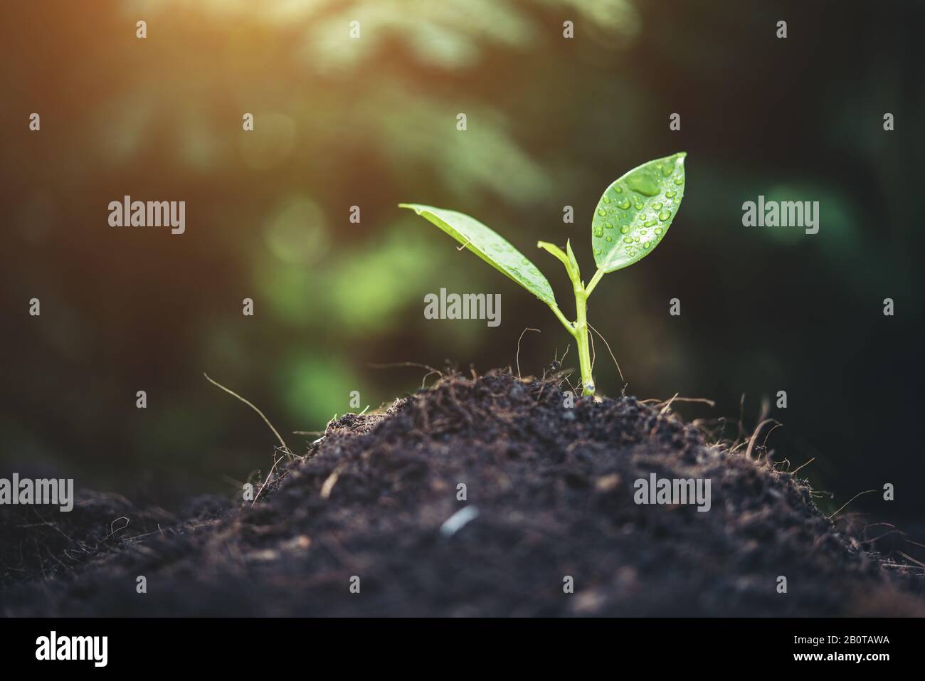 Green sprout growing from seed Stock Photo - Alamy