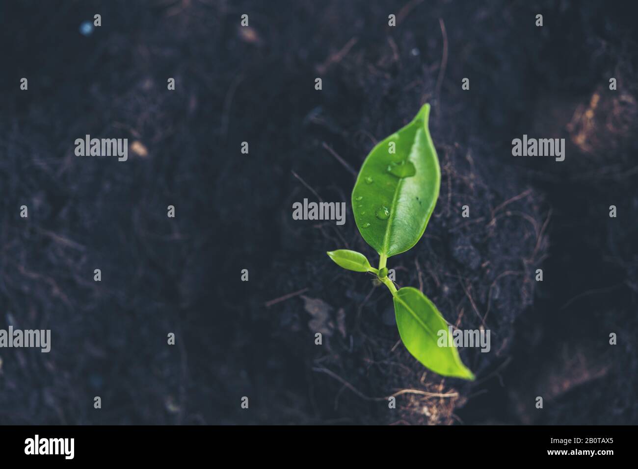 Green sprout growing from seed Stock Photo - Alamy