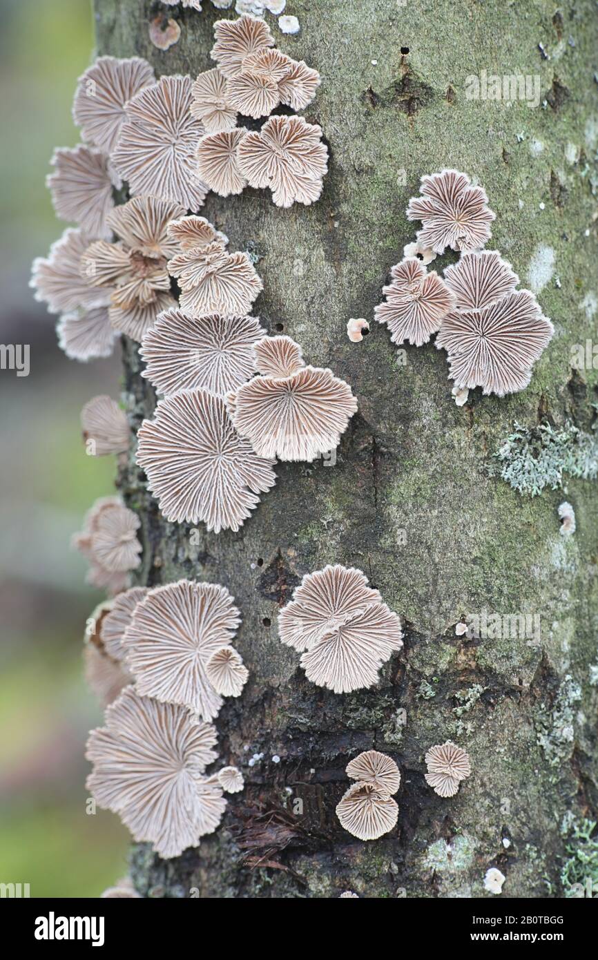 Antibacterial medicine hi-res stock photography and images - Alamy