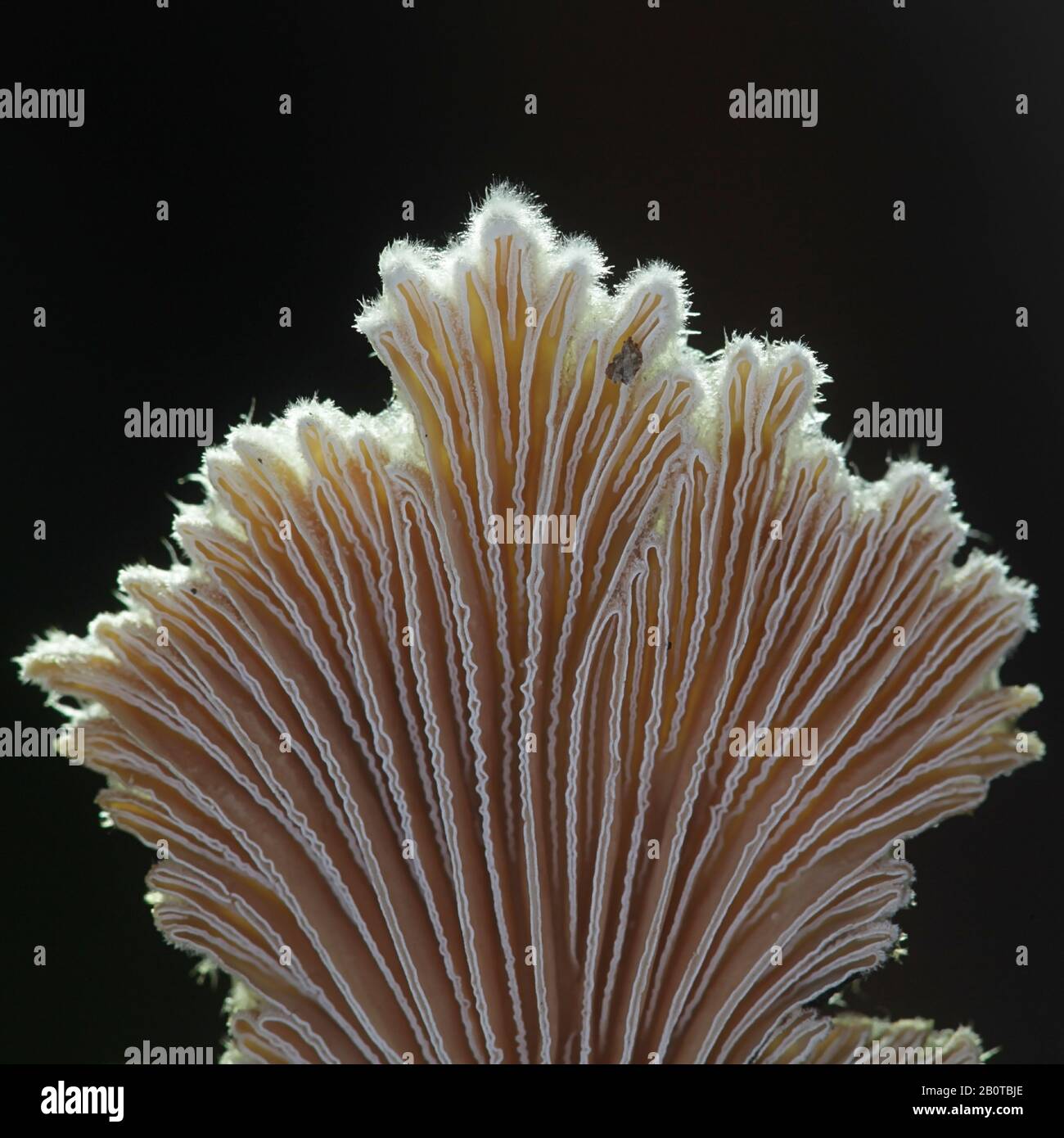 Medical fungus hi-res stock photography and images - Alamy
