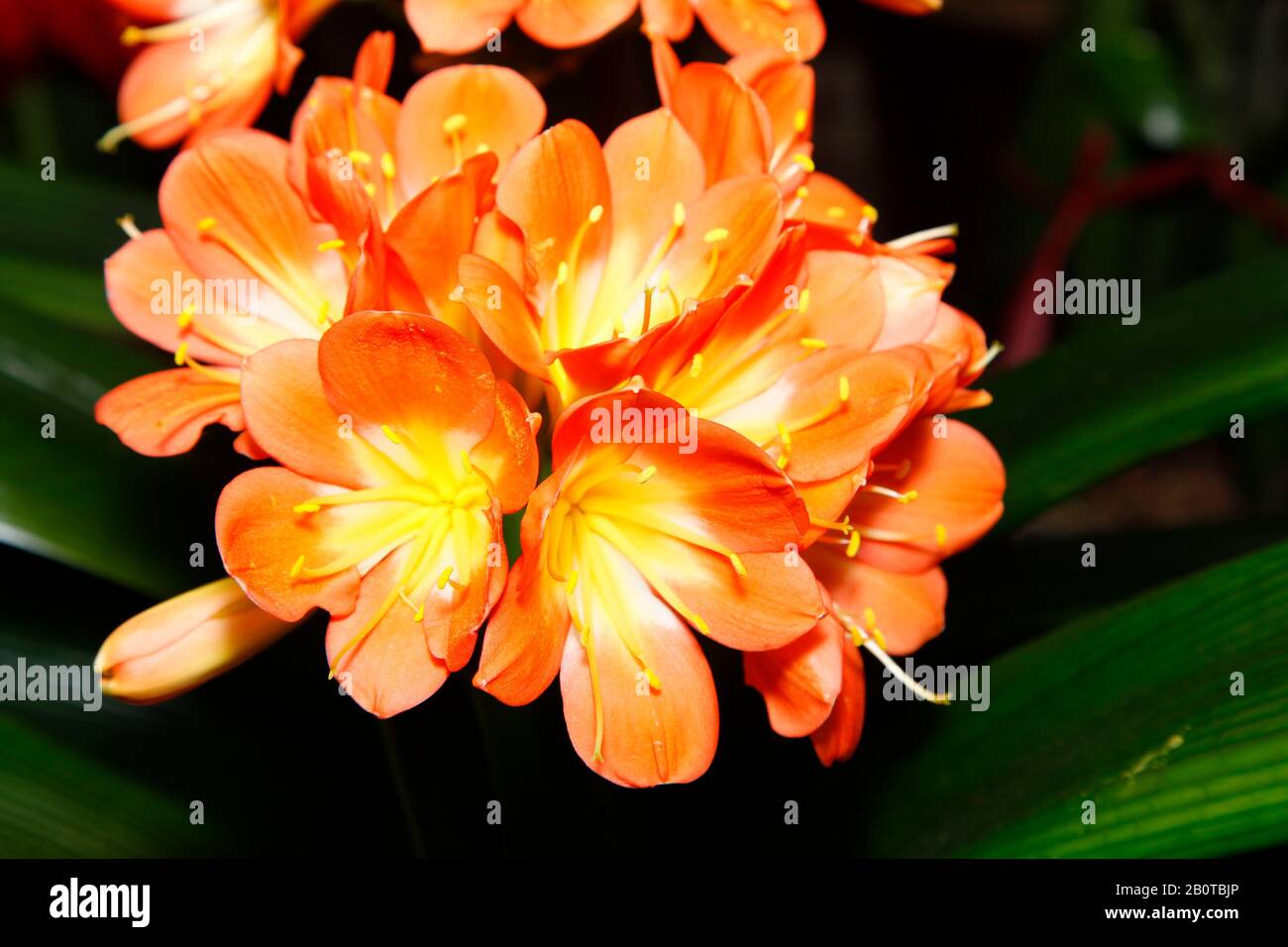 Vibrant clivia plant hi-res stock photography and images - Alamy
