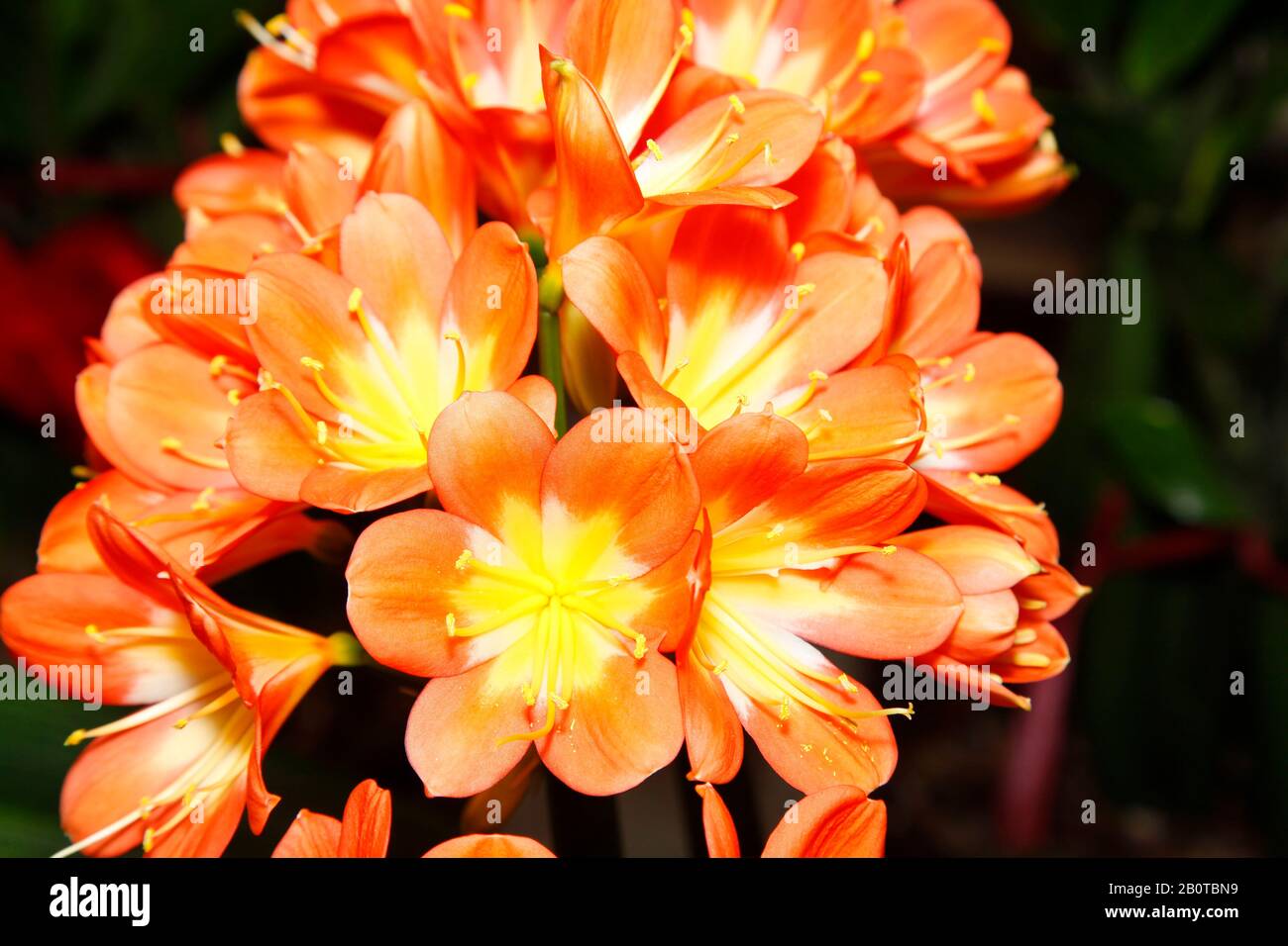 Vibrant clivia plant hi-res stock photography and images - Alamy