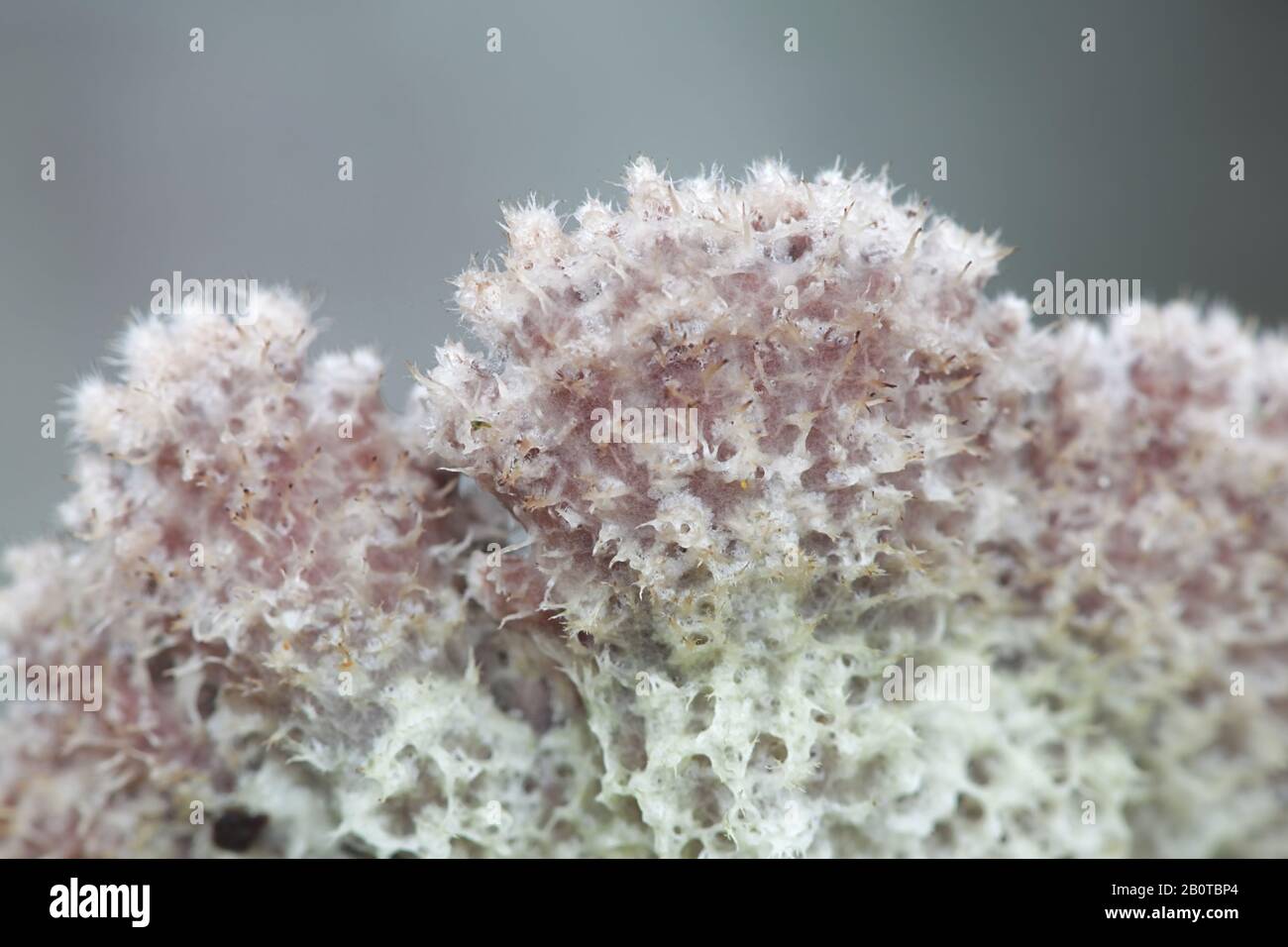 Schizophyllum commune, known as split gill or splitgill mushroom, wild ...