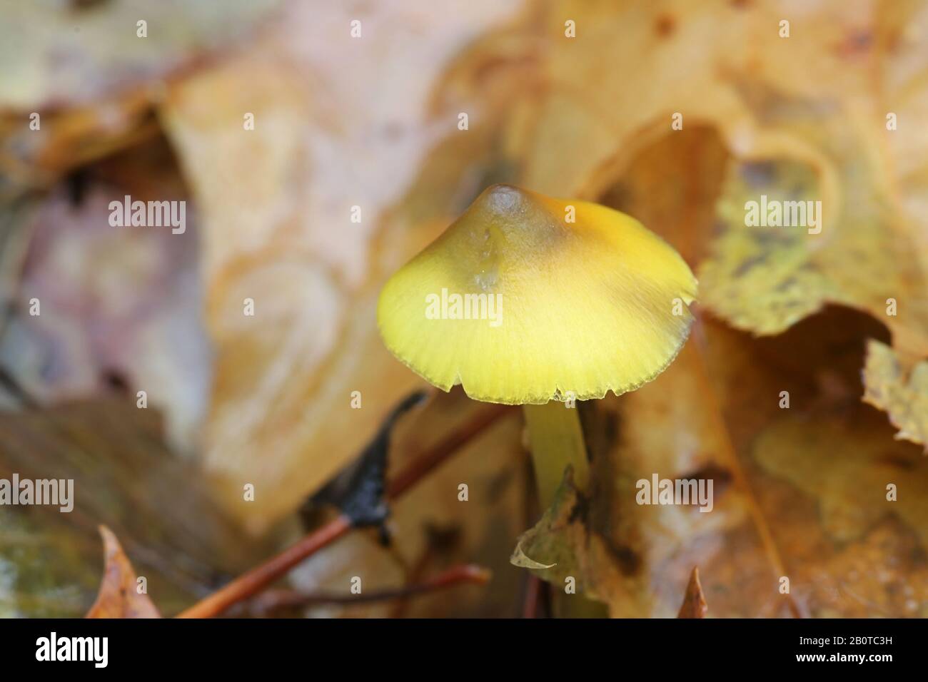 Hygrocybe conica, commonly known as the witch's hat, conical wax cap or ...