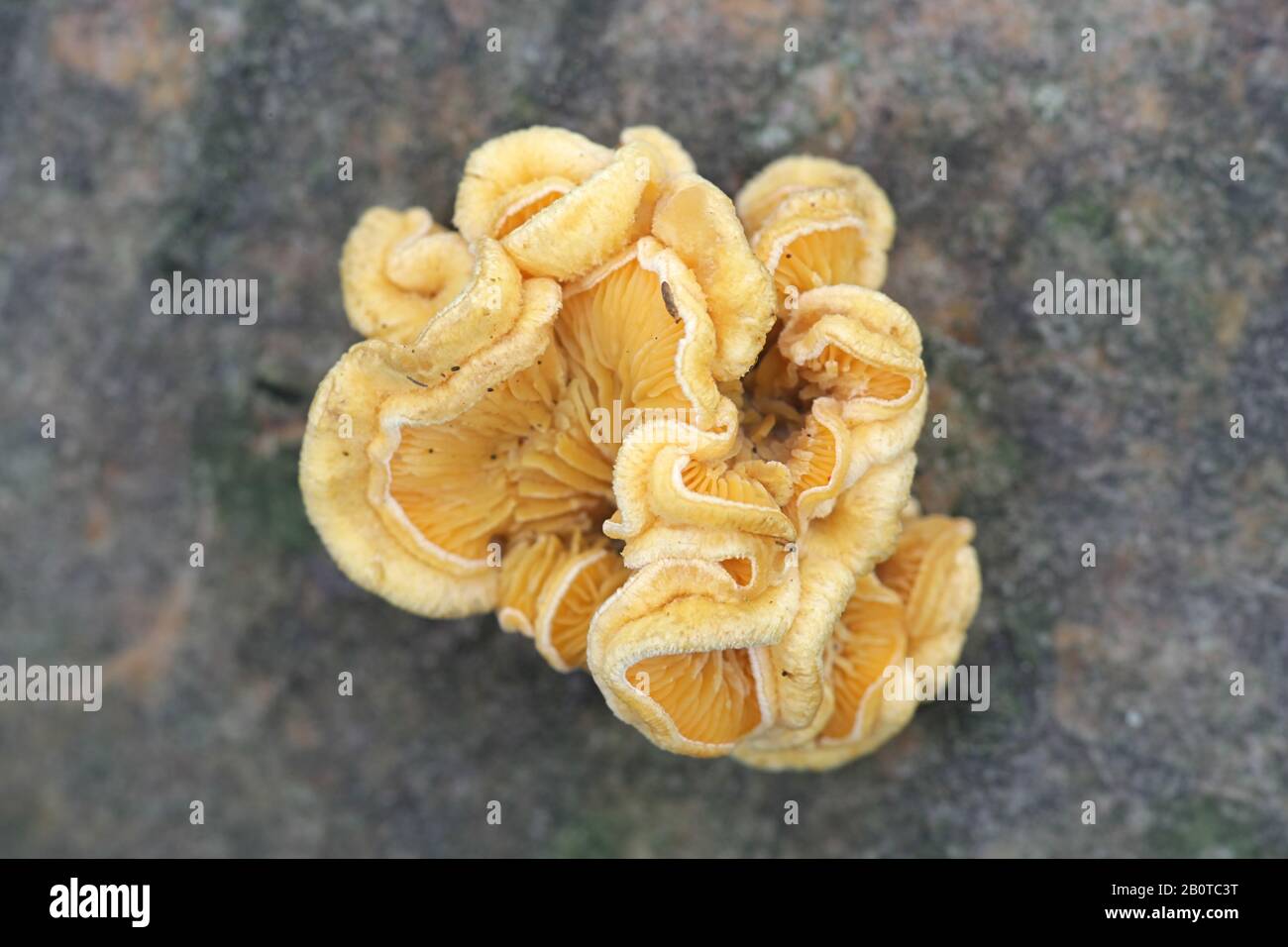 Phyllotopsis nidulans, known as the mock oyster or the orange oyster ...