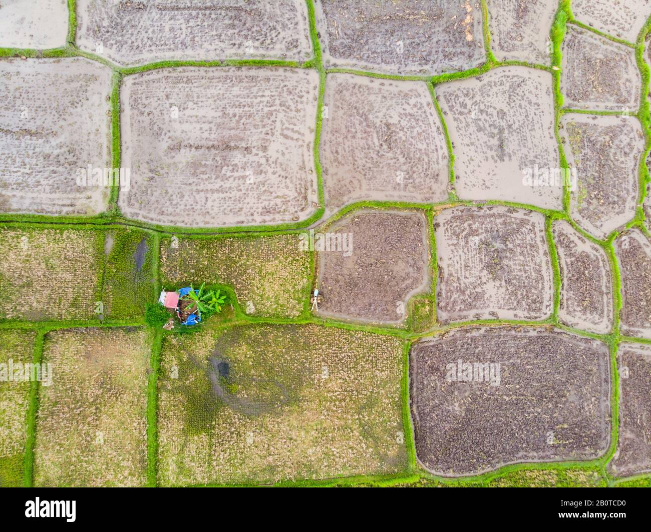 Padi aerial hi-res stock photography and images - Alamy