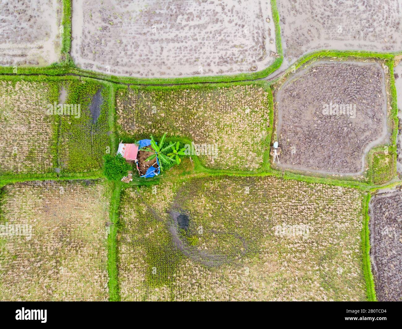 Padi aerial hi-res stock photography and images - Alamy