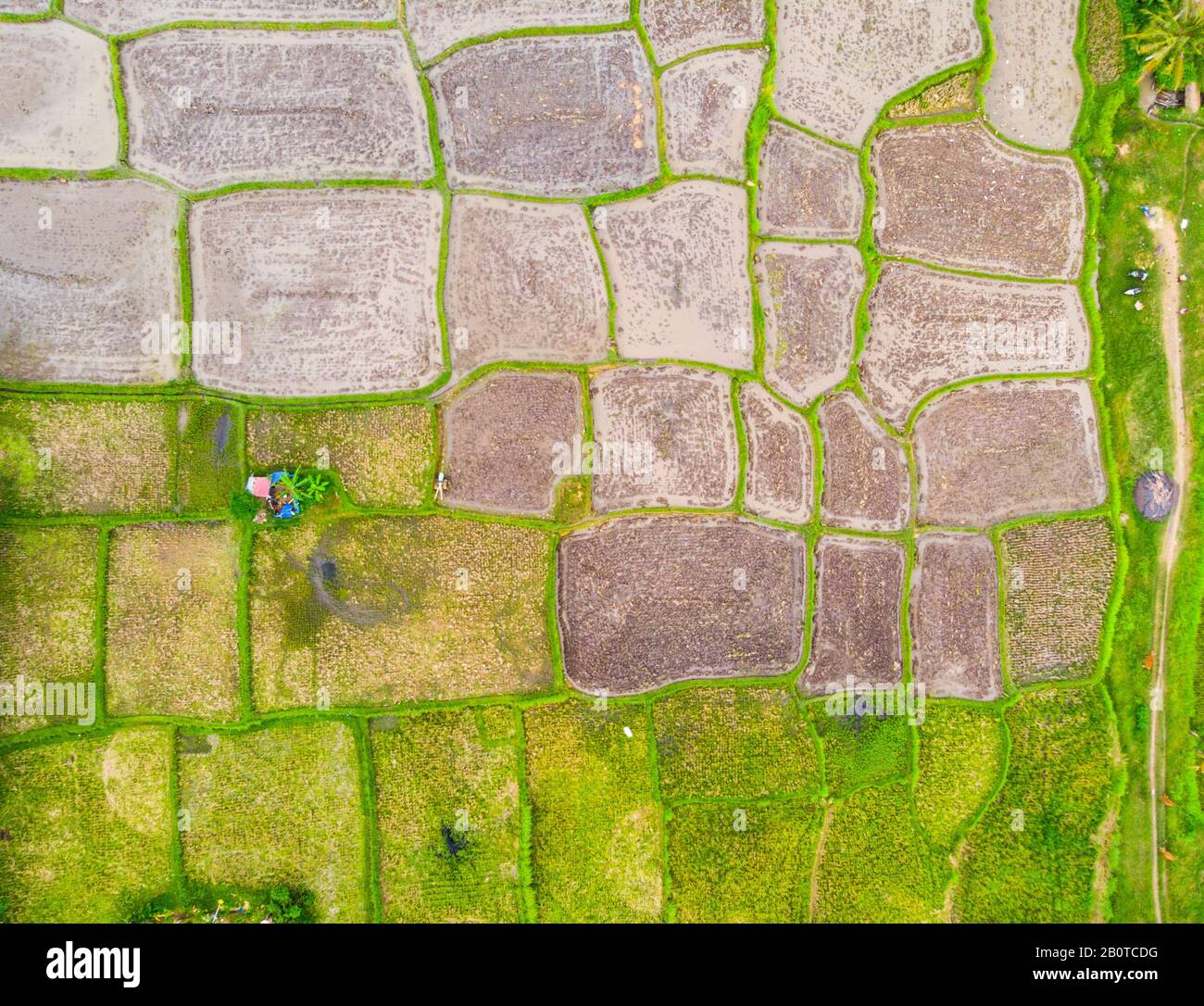Vertical view of Rice Padi fields in Ubud, Bali Stock Photo - Alamy