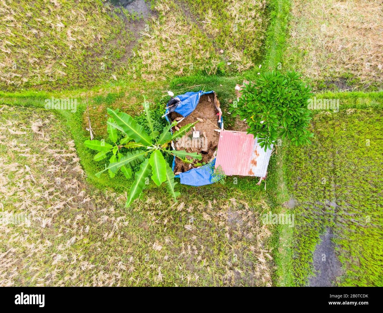Vertical view of Rice Paddy Fields in various stages of growth Stock ...