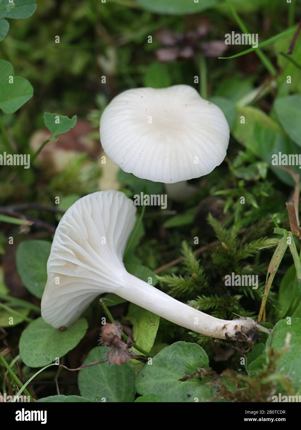 Cuphophyllus virgineus, known as the snowy waxcap, wild mushrooms from ...